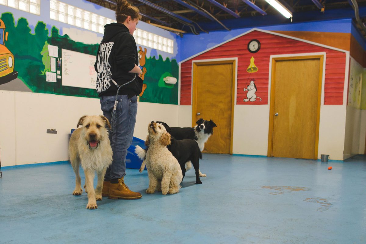 Our Facility - Blue Prints Training and Socialization Center