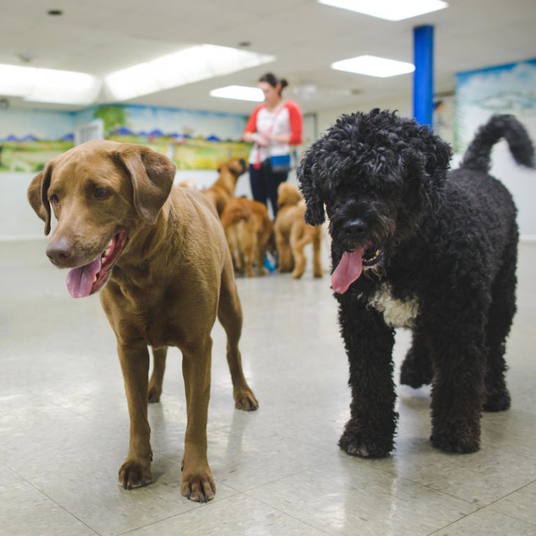 Homepage - Blue Prints Training and Socialization Center