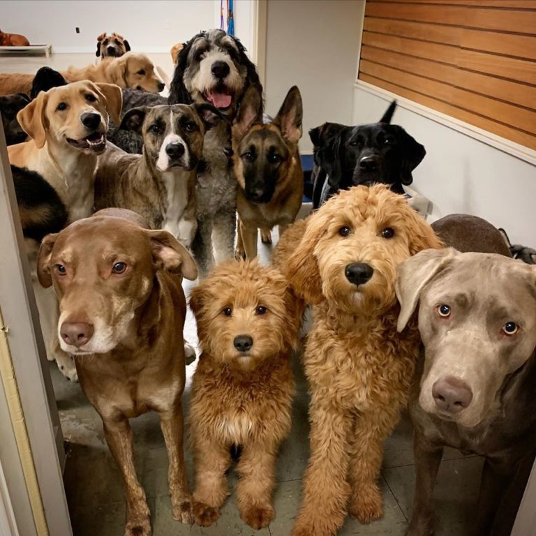 Gallery - Blue Prints Training and Socialization Center