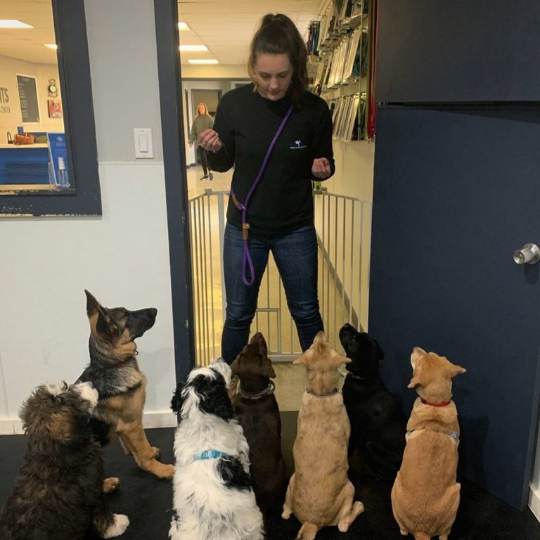 Gallery - Blue Prints Training and Socialization Center